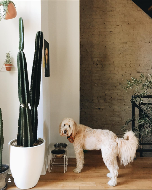 Fare Feeder – Doca Pet